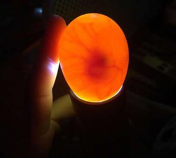 Magicfly Bright Cool LED Light Egg Candler | Best Egg Candling Light